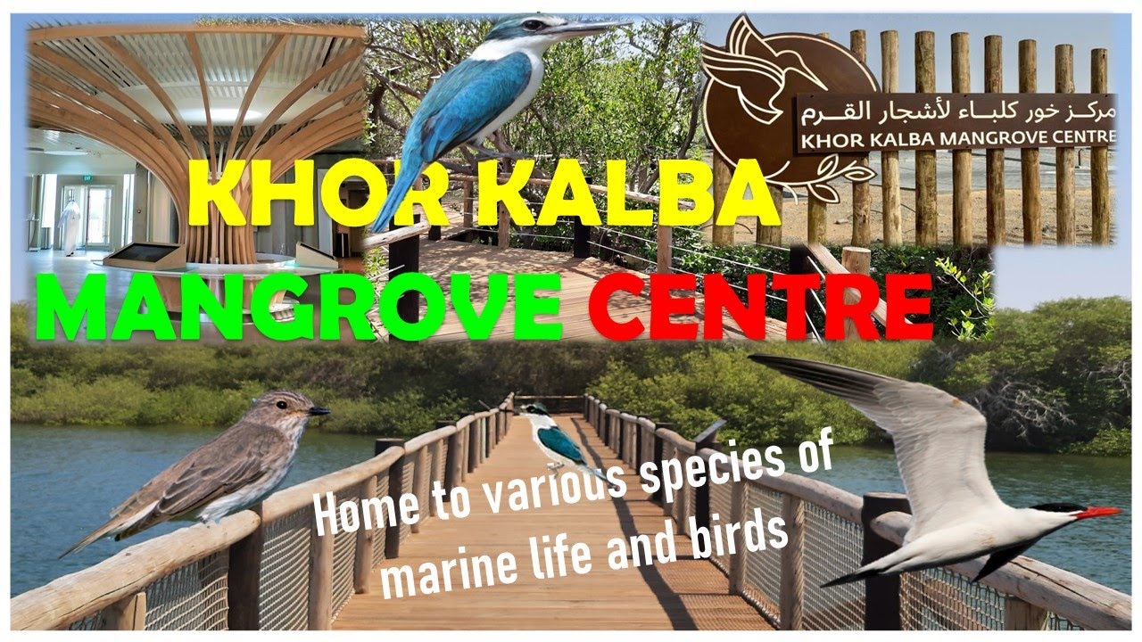 Khor Kalba Mangrove Centre Sharjah | Newly Opened Kalba Mangroves ...