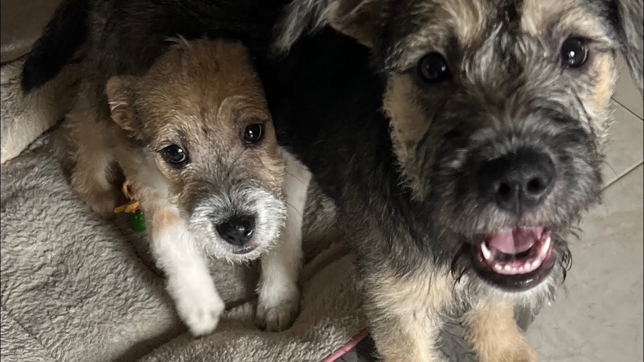 Descubrimos que las cachorras son mejor de lo que creíamos - YouTube