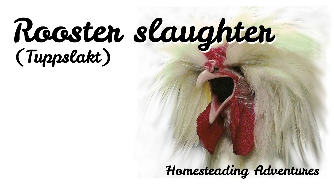 Rooster Slaughter - YouTube