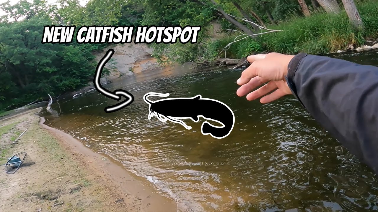 Selfie Catfish Animal Meme