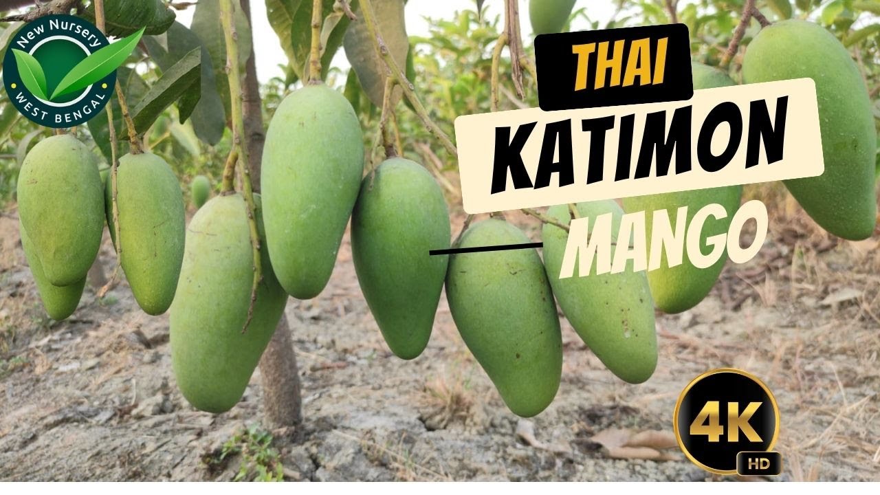 Thai Katimon Mango/thai katimon mango plant - YouTube