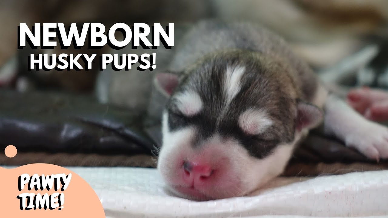 NEWBORN SIBERIAN HUSKY PUPPIES! - YouTube