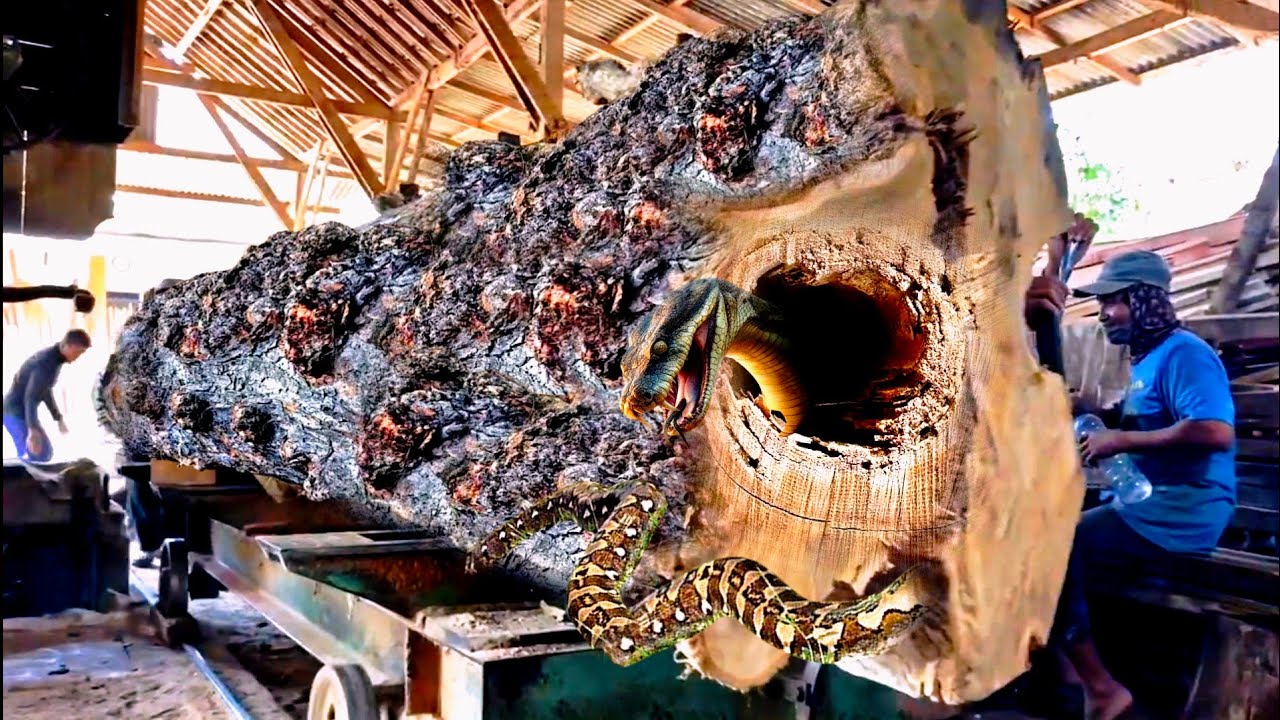 Dangerous, Mystery of Disgusting Teak Trees Full of Thorns in Sawmills ...