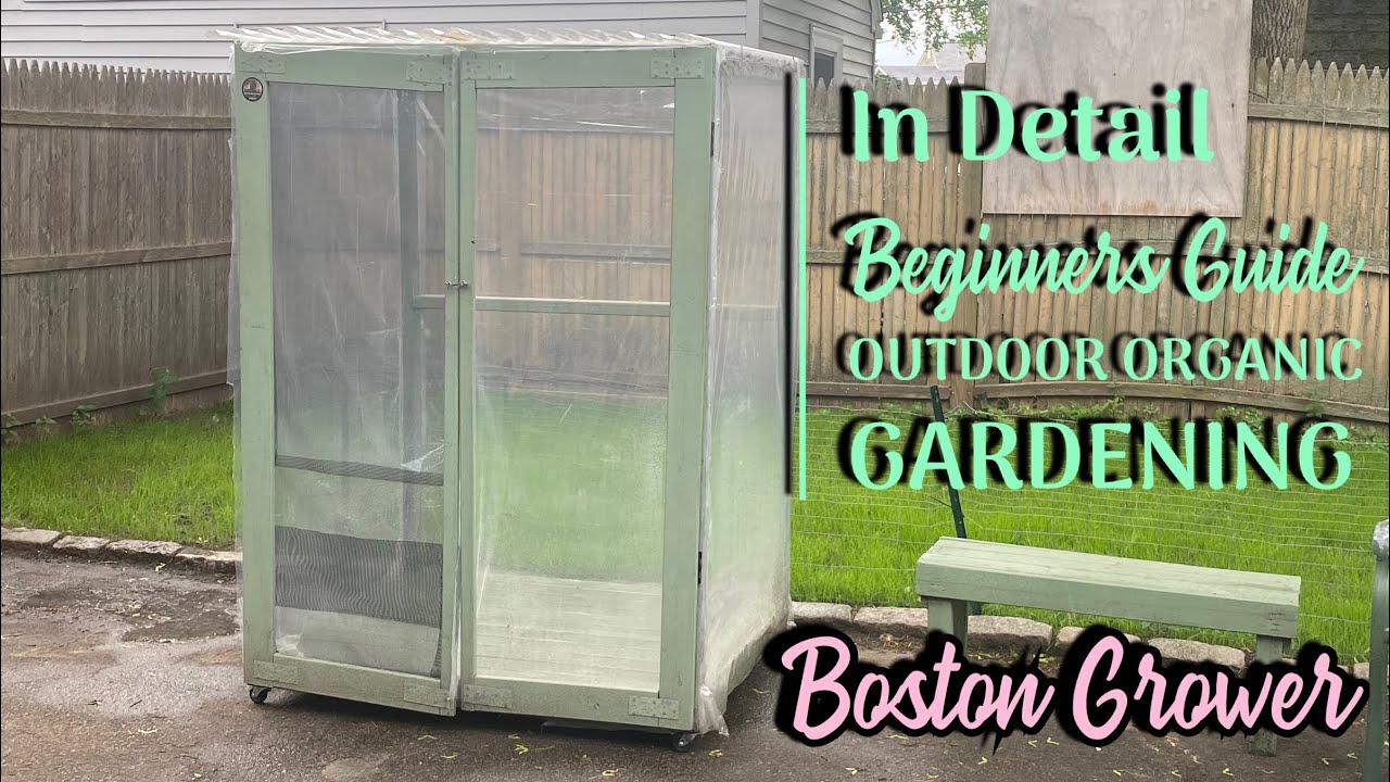 How To Grow Autoflowers Cannabis Outdoor In Detail Autoflower Outdoor ...