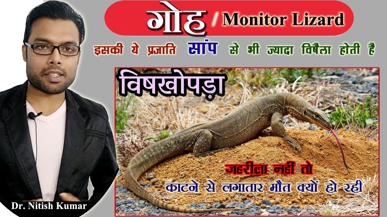 विषखोपड़ा जहरीला होता है या नहीं- काटने से मौत क्यों हो रही | Biskhapra ...