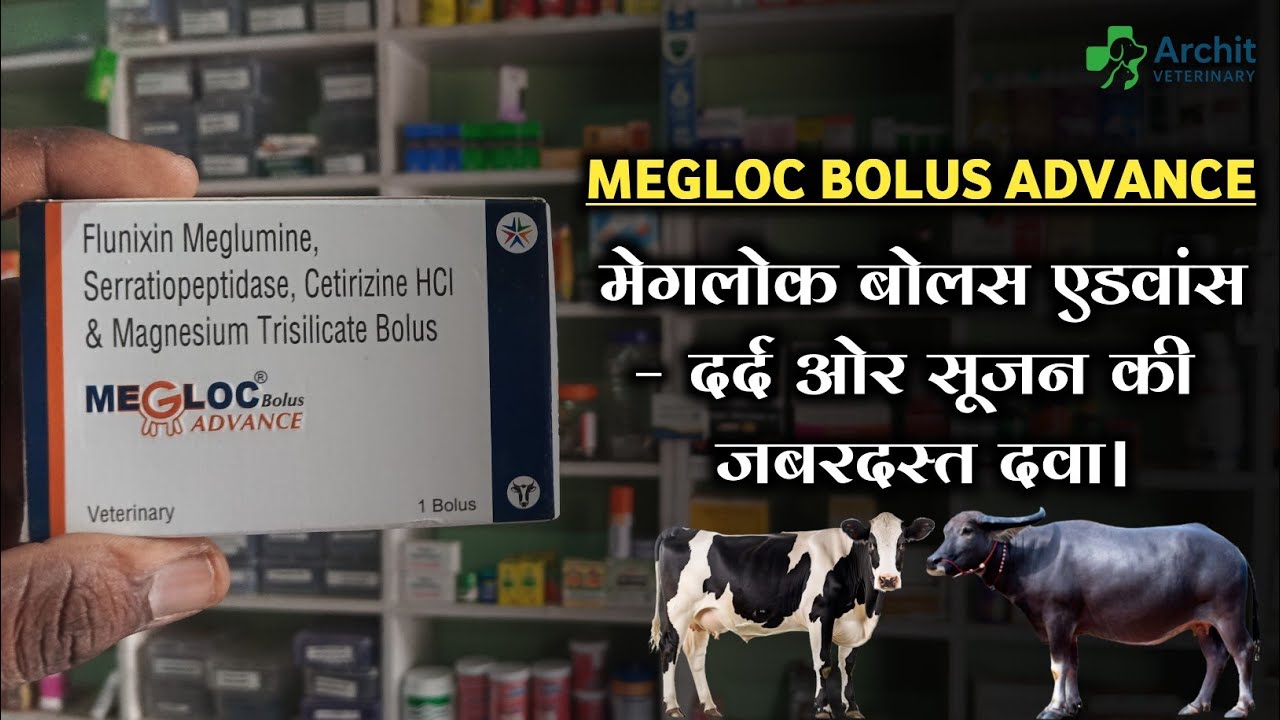 How To Use Megloc Bolus Advance. मेगलोक बोलस एडवांस - दर्द, बुखार ...