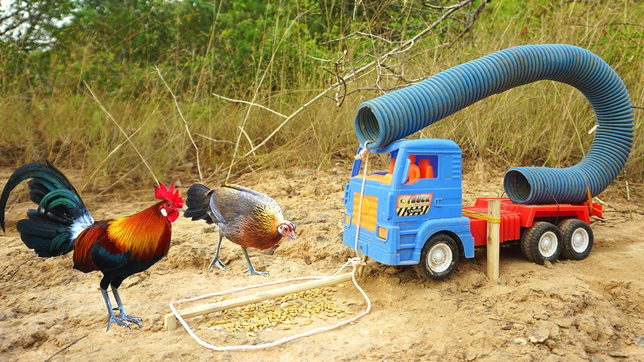Creative DIY Wild Chicken Trap Make From Toy Car & PVC Pipe / How To ...