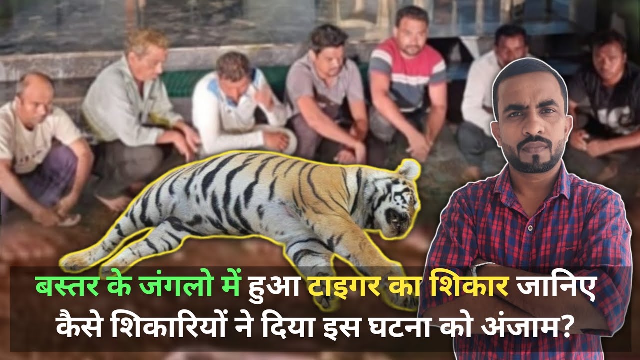 Bastar tiger। tiger। बाघ।बस्तर के जंगलो में हुआ बाघ का शिकार। tiger ...