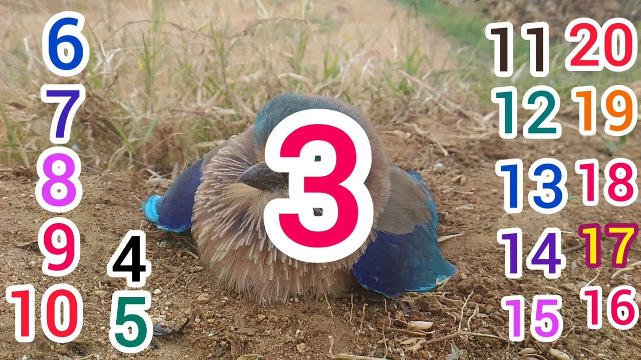 counting down the numbers 20 to 1 and counting forward 1 to 20 for ...