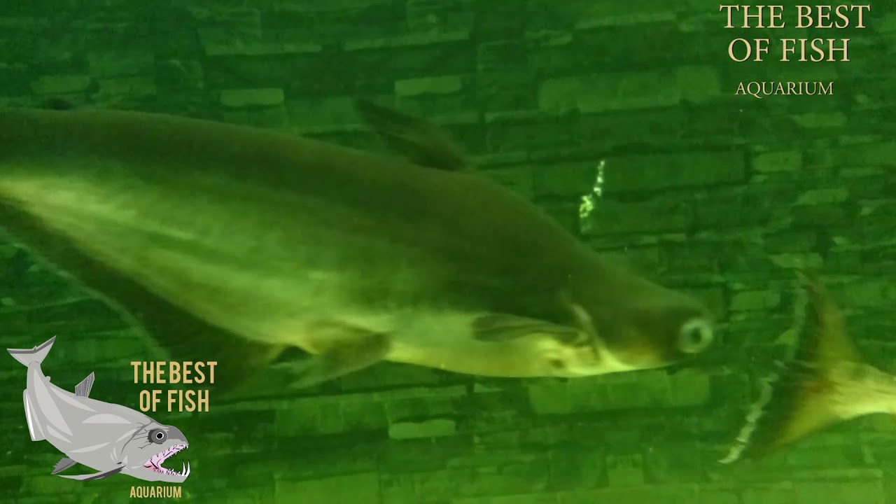 Tiburon pangasio 80cm!! - YouTube