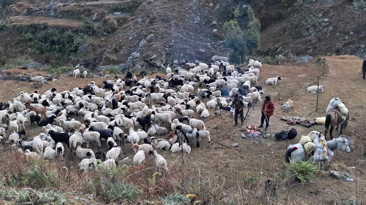 mountain animals with jungle lifestyle in nepal 🇳🇵 || animals video ...