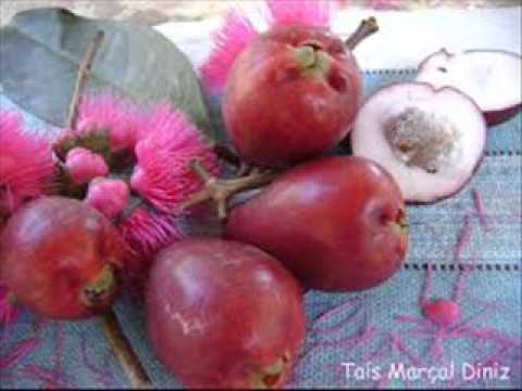 Descubra o segredo da Fruta Jambo - YouTube