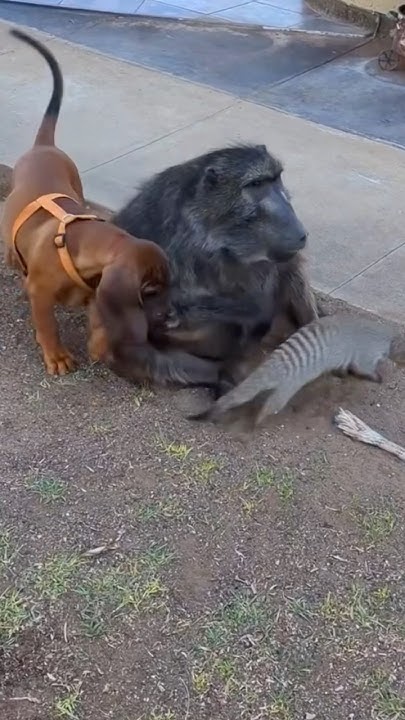 Rigby the Puppy and Neilsie the mongoose have the best Playdate!💕🤗 .# ...