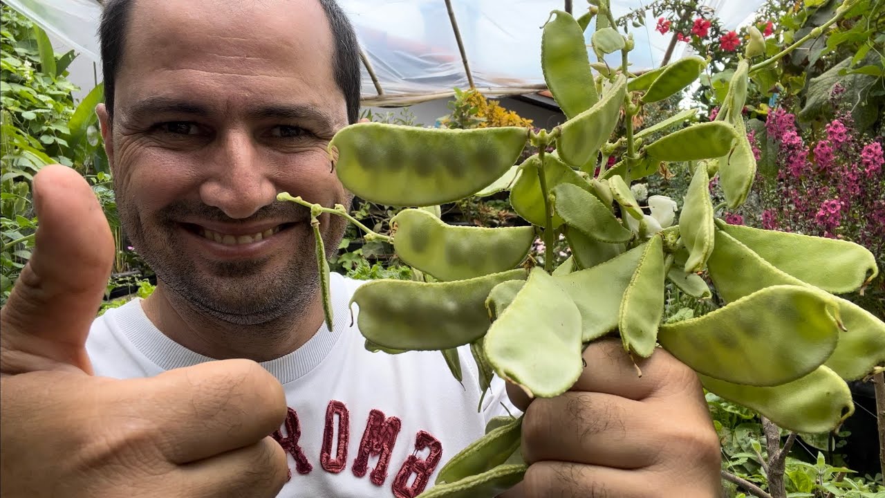 FAVA - FEIJÃO ORELHA DE PADRE VERDADEIRO - YouTube