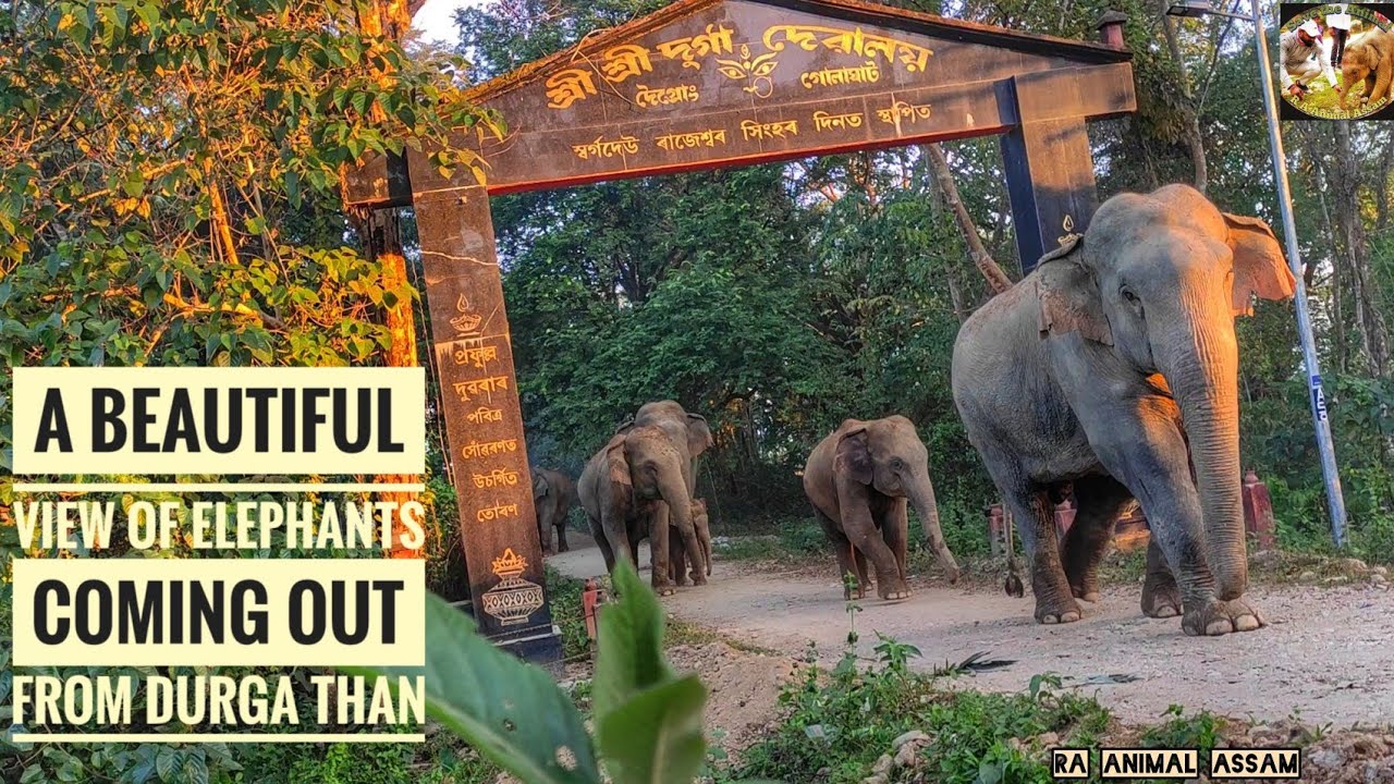 A BEAUTIFUL VIEW OF ELEPHANTS COMING OUT FROM DURGA THAN - YouTube