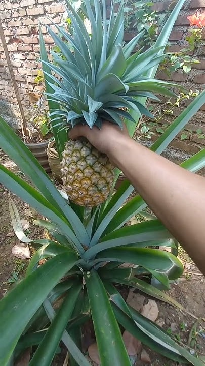 panen buah nanas segar!!! - YouTube