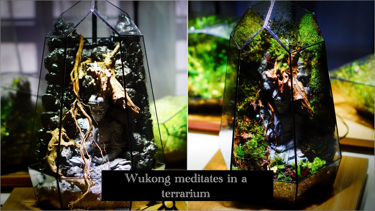 Relax with a terrarium: Wukong meditates in a terrarium - YouTube