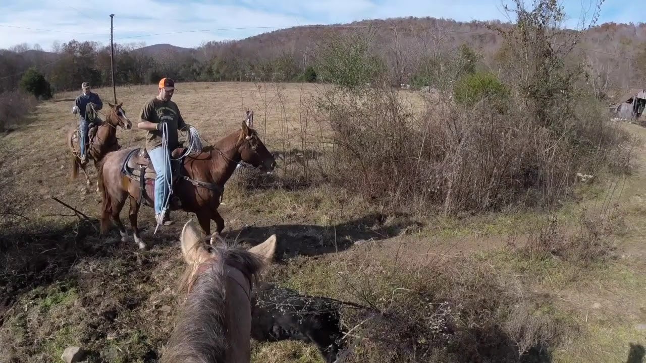 Sorting and Catching Cattle - YouTube