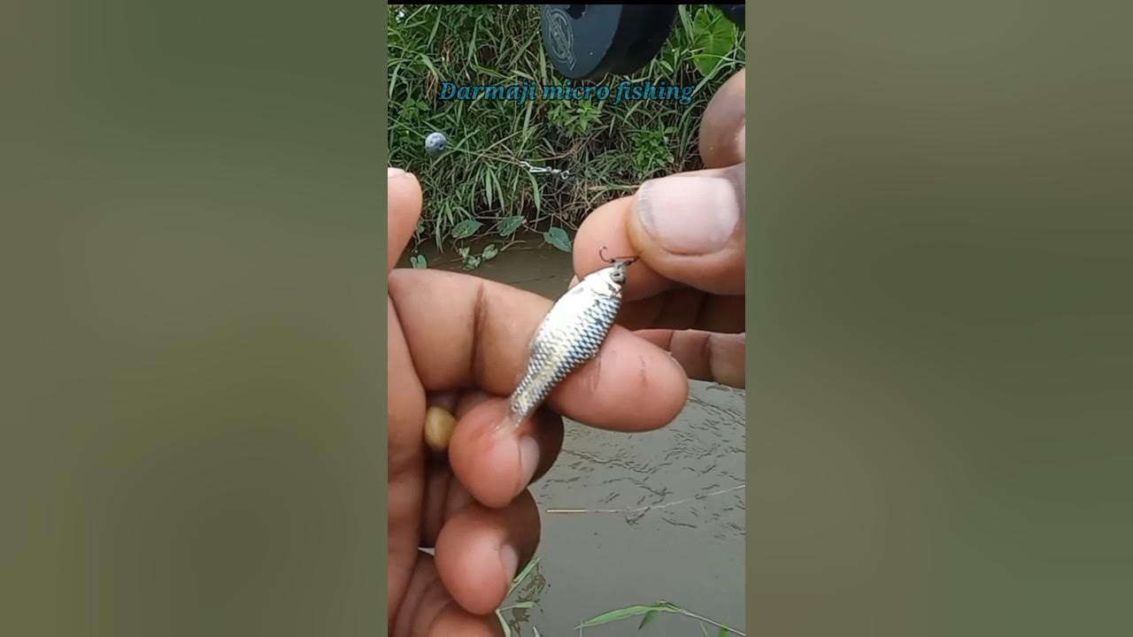 Mancing Ikan Wader Cakul di Selokan 17 detik Strike Umpan Go Potato #986 - YouTube