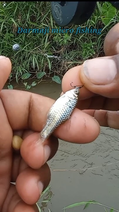 Mancing Ikan Wader Cakul di Selokan 17 detik Strike Umpan Go Potato #986 - YouTube