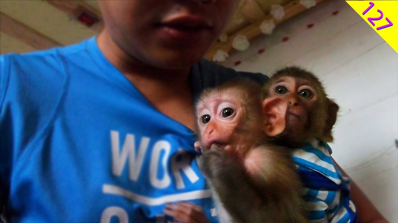 🐵What is monkey Ton doing with Monkey baby Bop? - YouTube