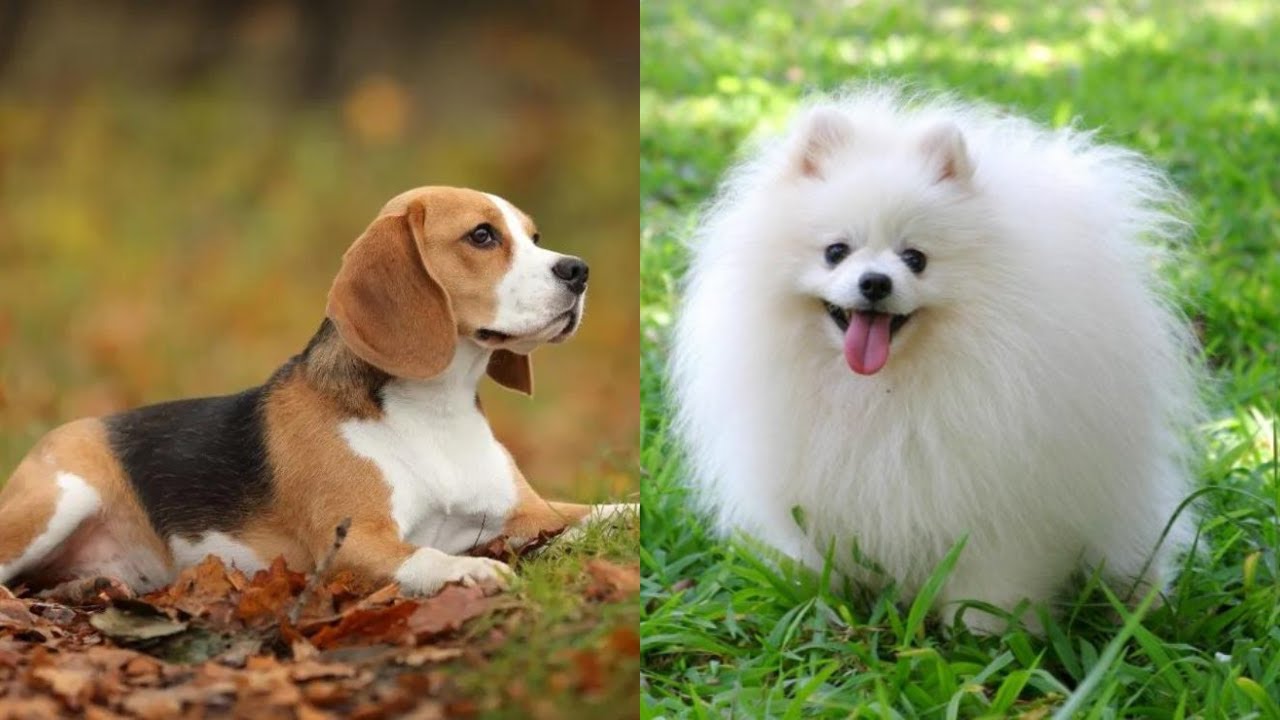 25 Datos Curiosos Sobre Perros Que No Sabías - YouTube
