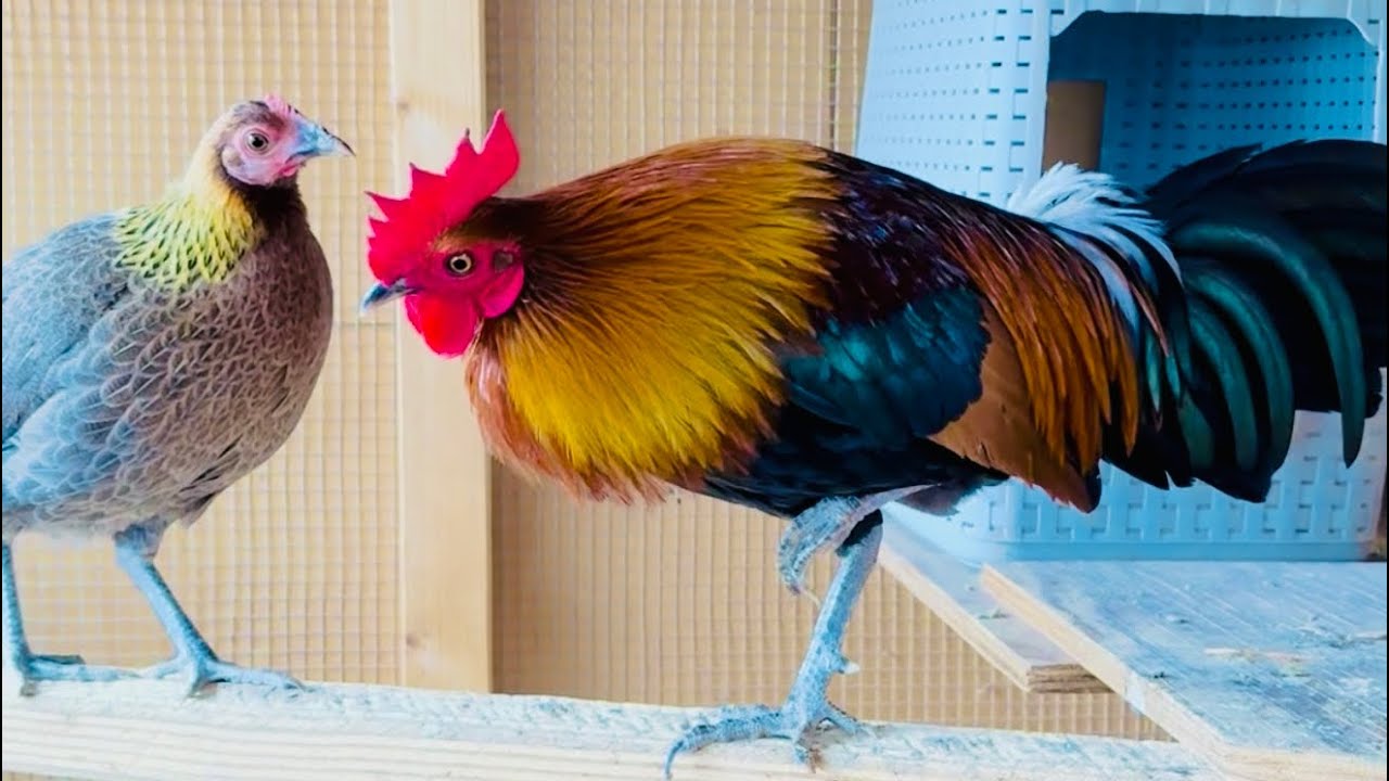 chicken, March 15, 2025 - YouTube