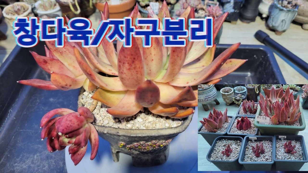 다육이 부자됫네요 자구분리6개 다육이키우기 힐링 다육이농장 多肉植物 Succulent 다육이분갈이 다육식물