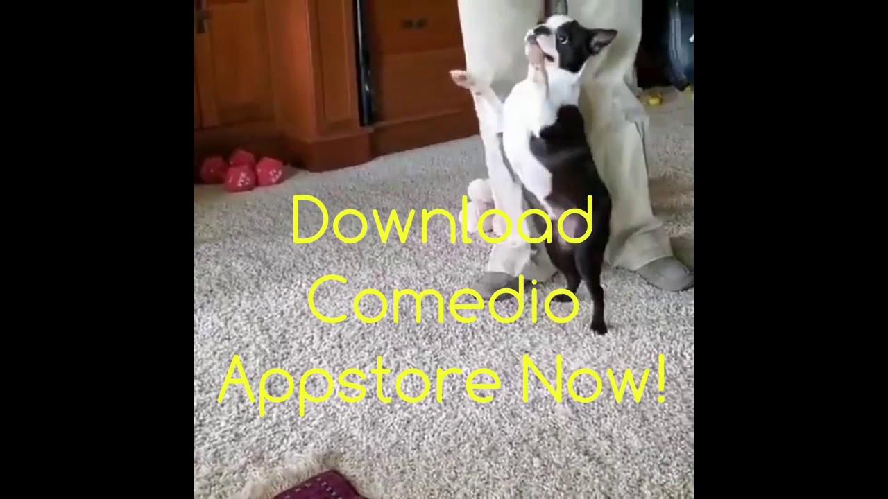 dancing dog salsa - YouTube