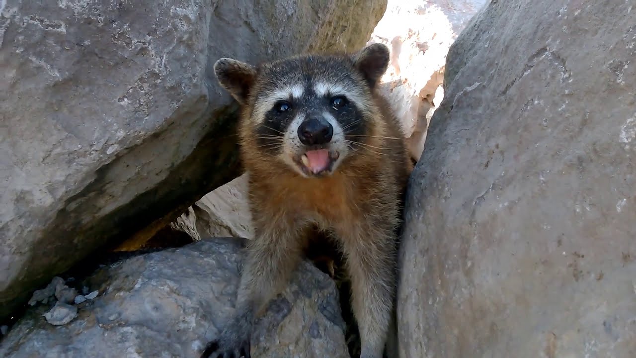 MAPACHES COMIENDO UVAS Y CHETOS PERO CON MUSICA CLASICA - YouTube