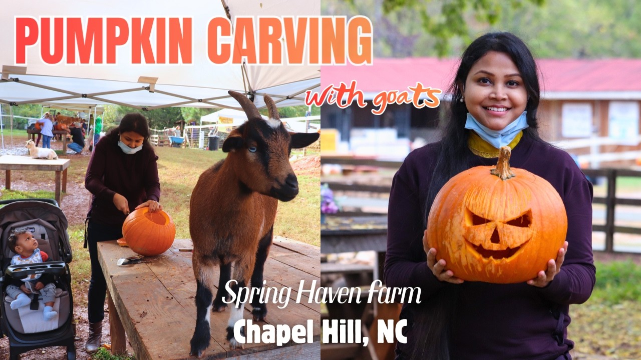 PUMPKIN CARVING with Goats at Spring Haven Farm~ Chapel Hill, North ...