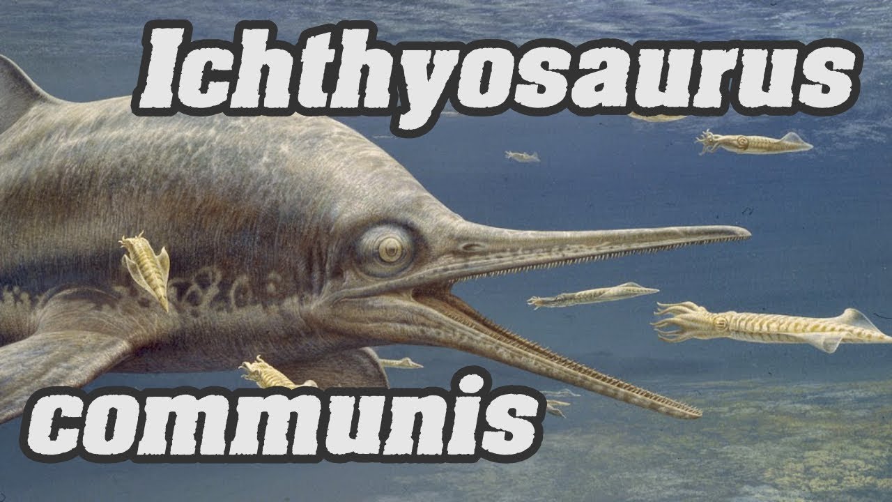 ¿Qué significa y cómo se pronuncia? Ichthyosaurus communis - YouTube