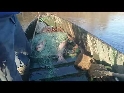 NEHİRDE SERPME İLE BALIK AVI-SAZAN AVI-YAYIN AVI