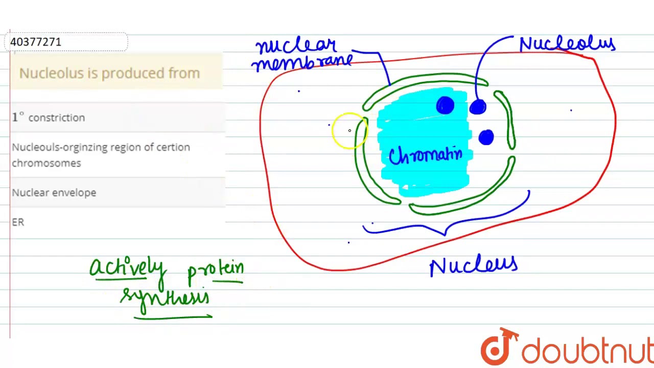 Nucleolus is produced from - YouTube