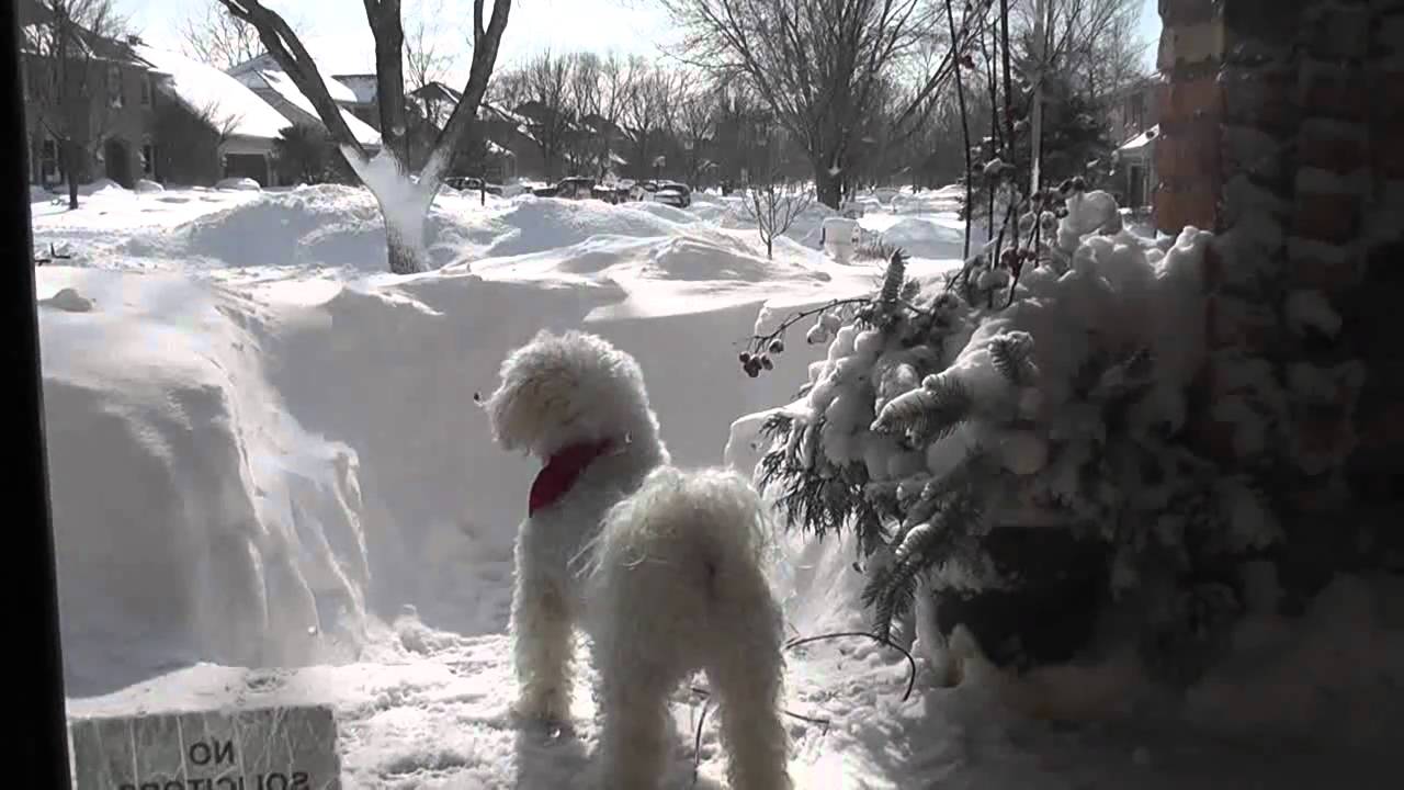 Chicago Blizzard 2011 snow drift has dog jumping - YouTube