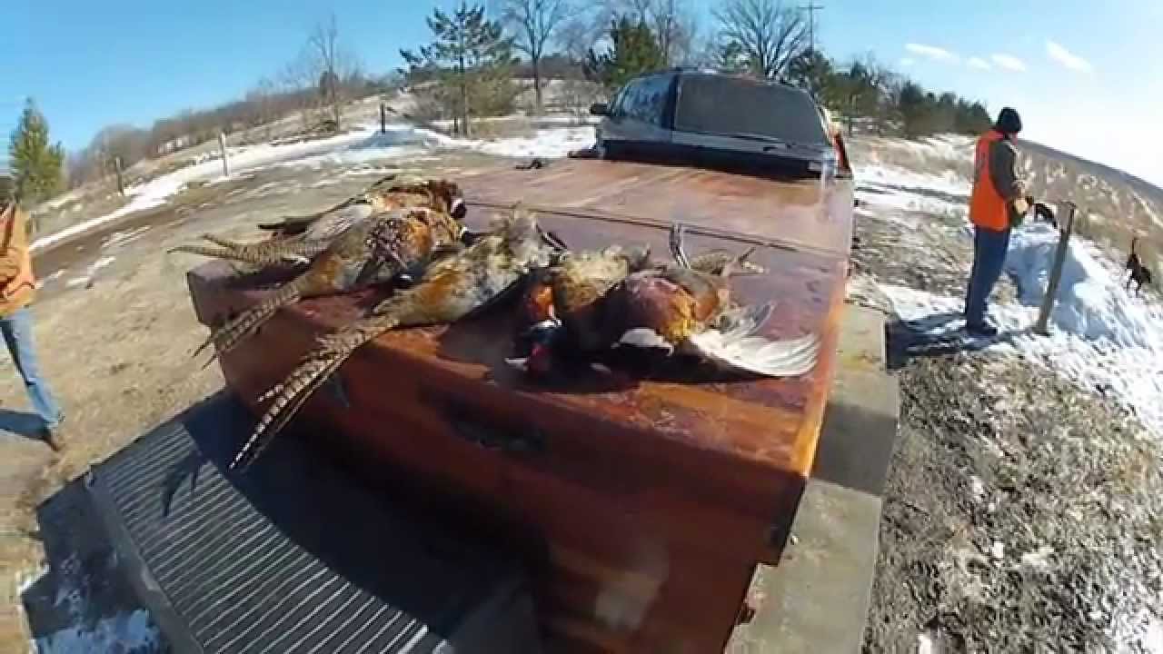 Wisconsin pheasant hunting 2013 - YouTube