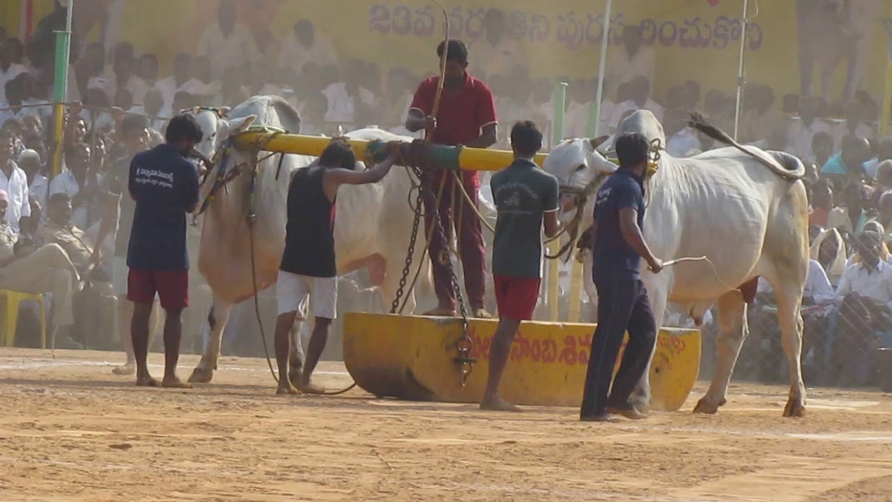 ONGOLE BULL'S NATIONAL BULL RACE (JACKPOT) 2019 IN CHILAKALURIPET ...