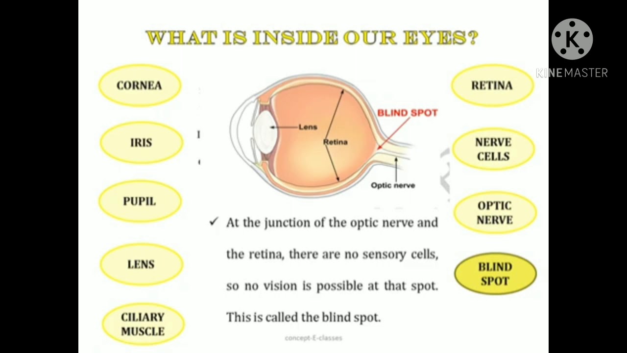 Demonstration of blind spot Class 8 - YouTube