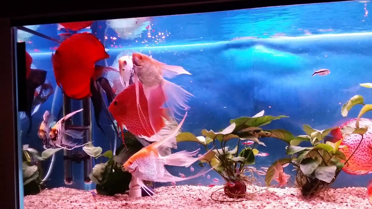 Discus & Angel Fish - YouTube