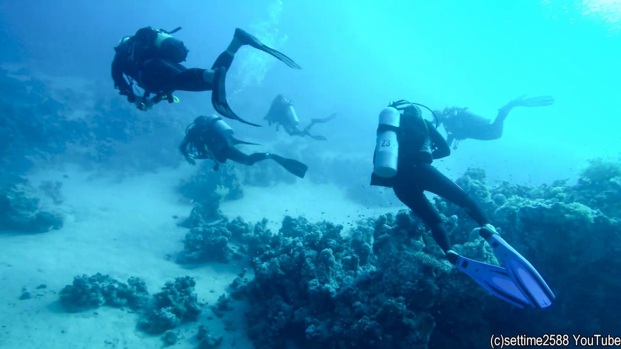 Scuba diving on the Coral Reef. Jackfish Alley at Ras Mohamed Diving ...