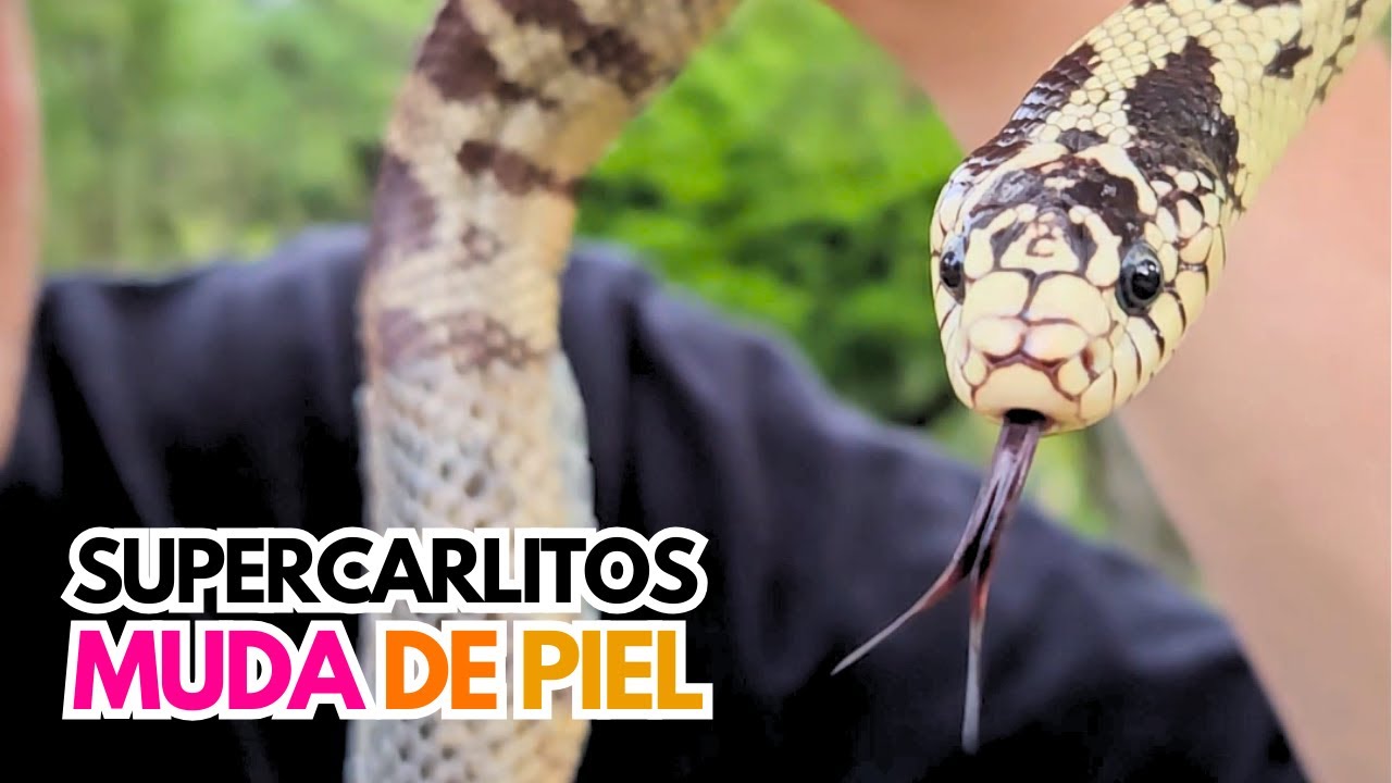Serpiente Rey de California muda de piel | Lampropeltis californiae ...
