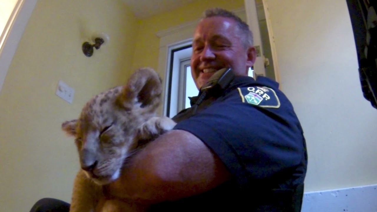 Police officer Cuddles With Lion Cub on Best Call of His Career - YouTube