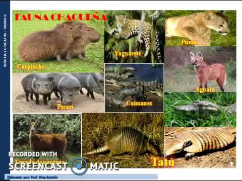 FAUNA Y FLORA del Chaco Paraguayo - YouTube