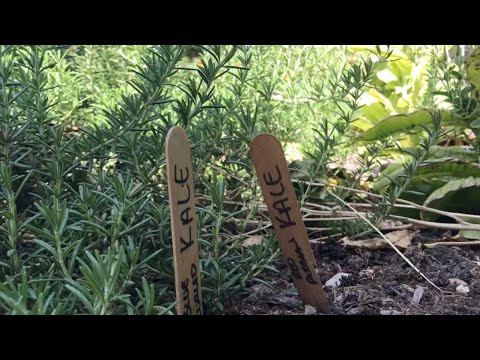 Students harvest school gardens for Earth Day - YouTube