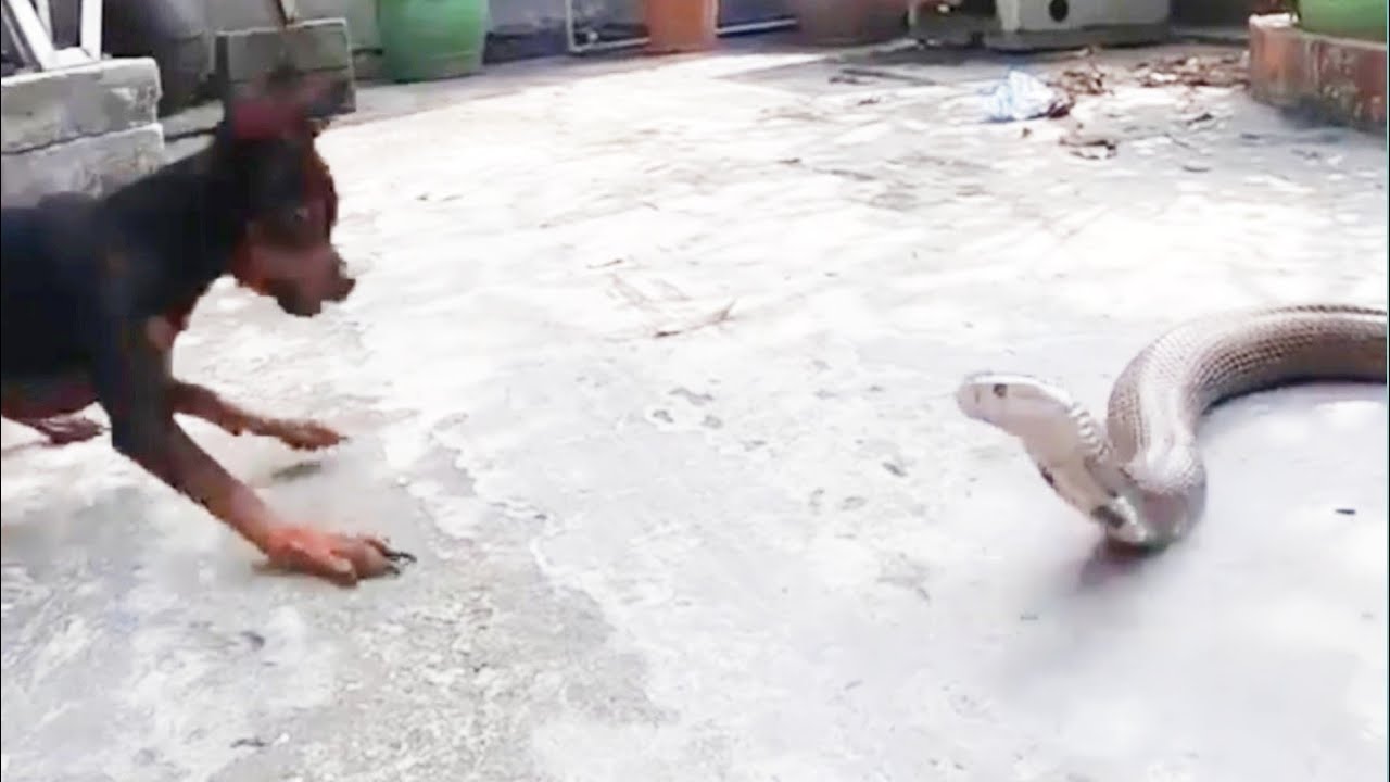 Snake Vs Dog fight.!!! - YouTube