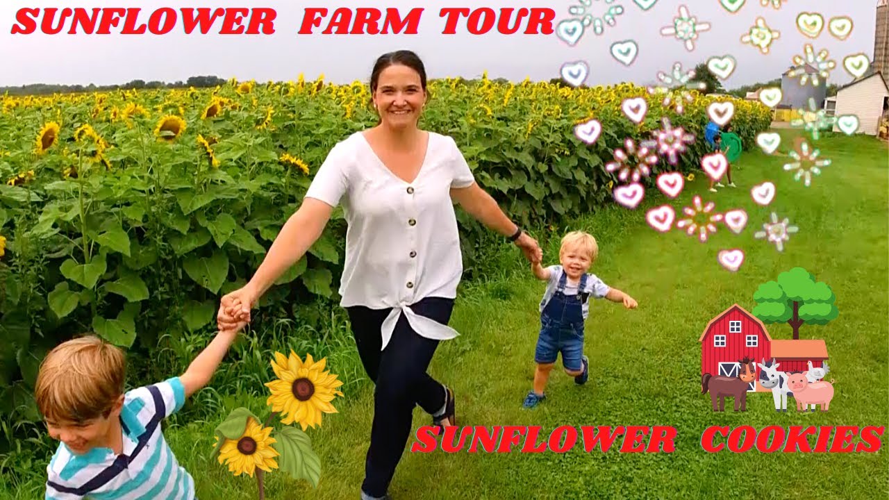The Most Breathtaking Sunflower Farm Tour EVER: You HAVE To See This ...