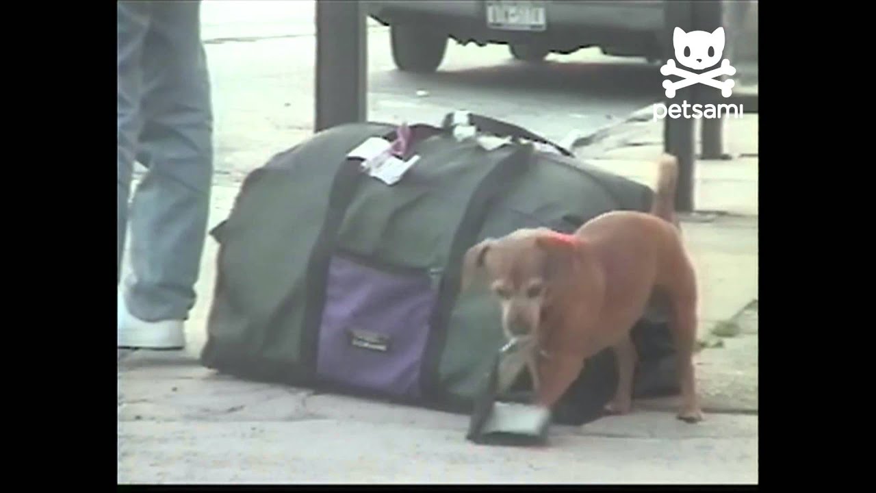 Pickpocketing Puppy - YouTube