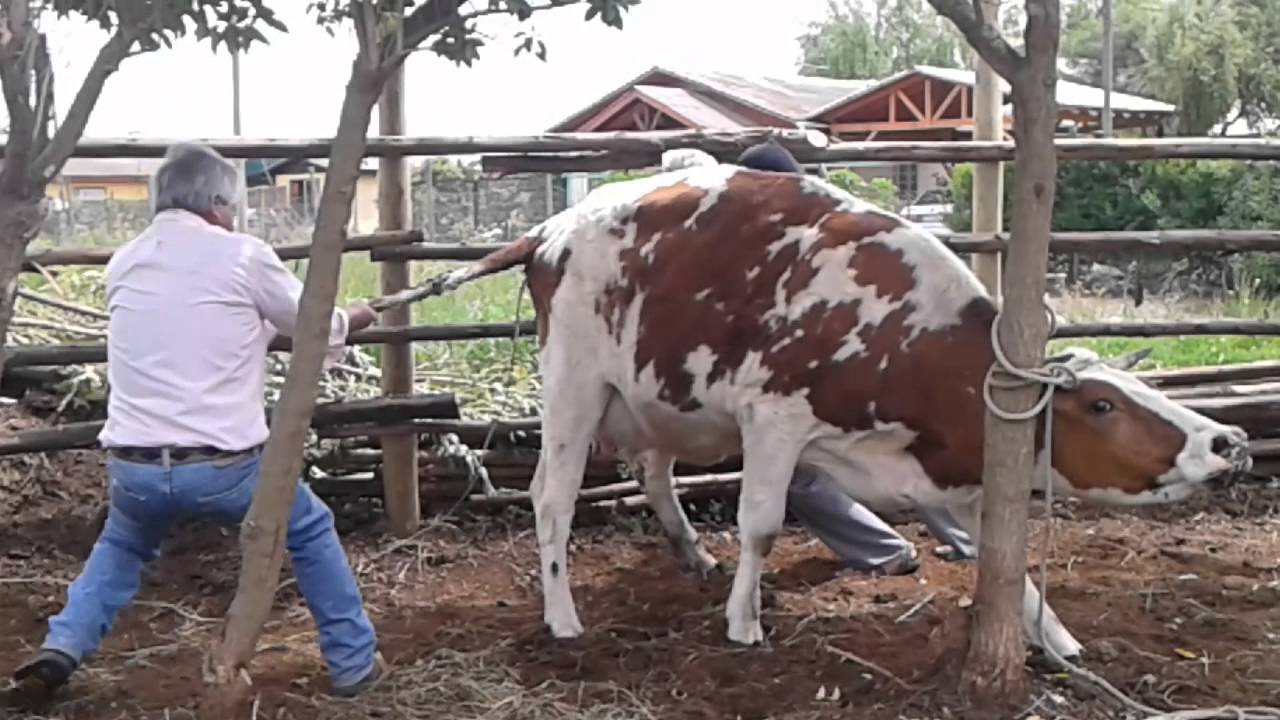 Parto de vaca - YouTube