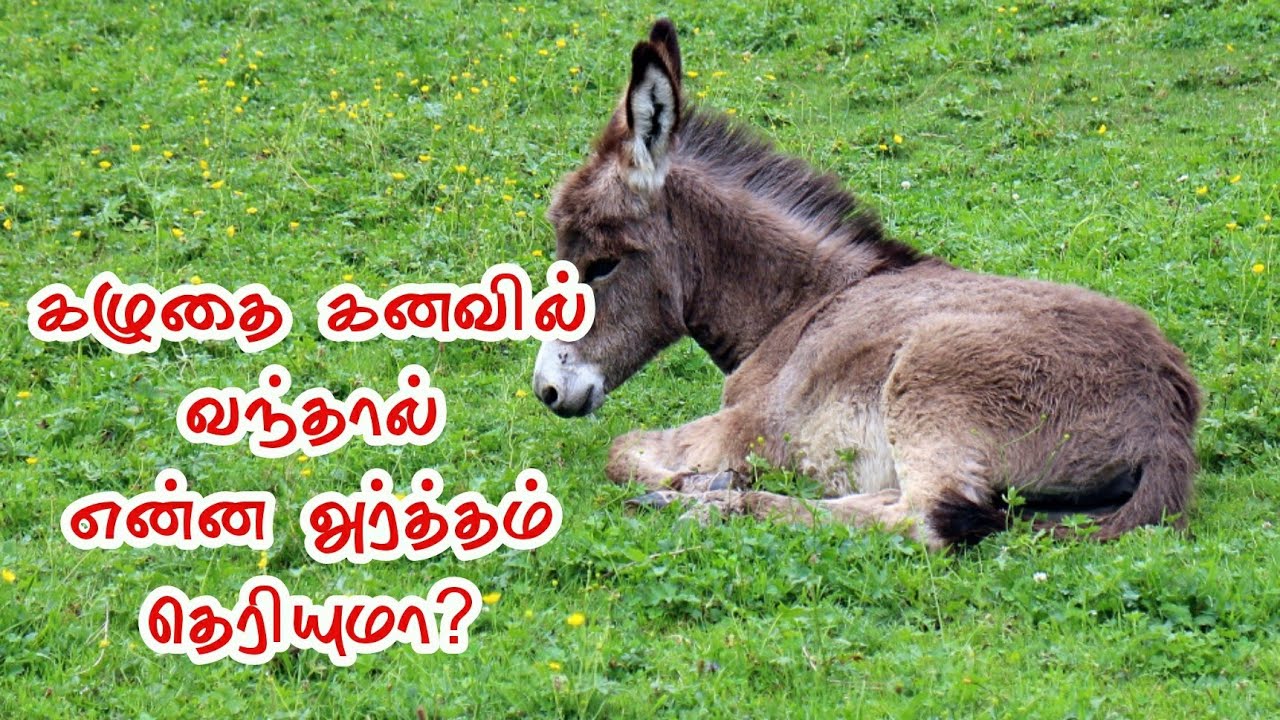 கழுதை கனவில் வந்தால் | கழுதையை கனவில் கண்டால் | kaluthai kanavil ...