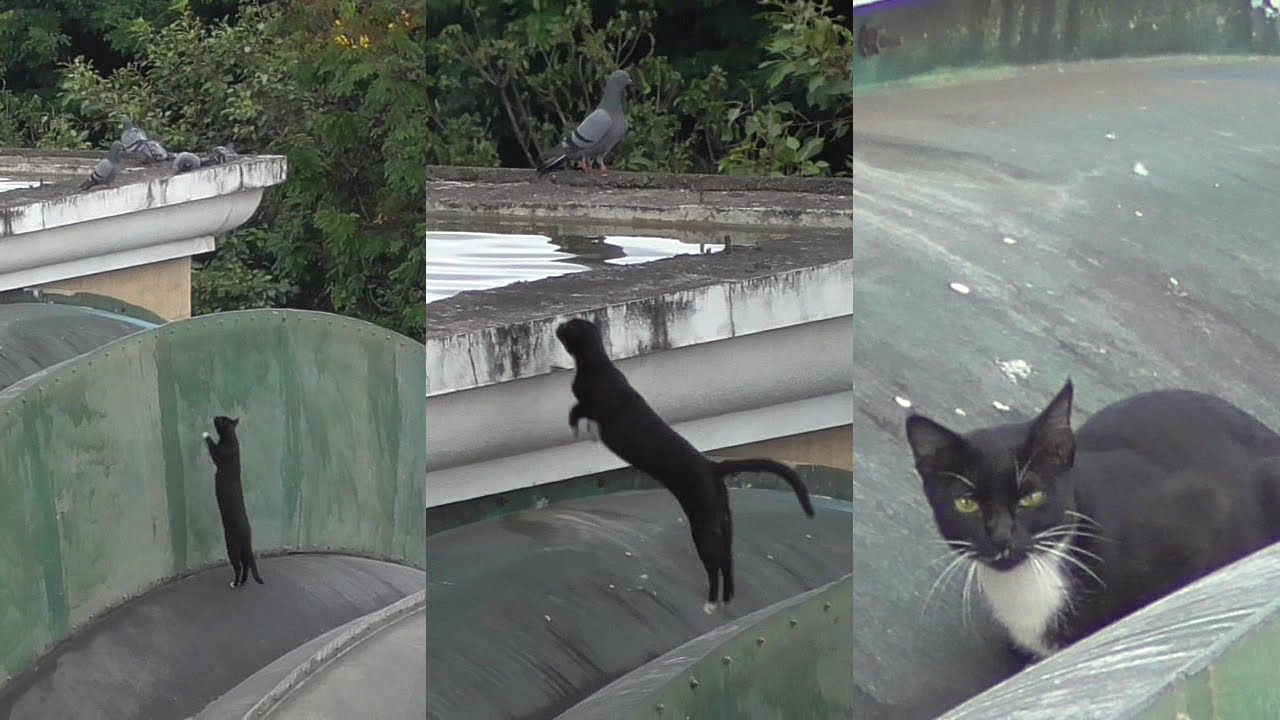 Cat lurking near the rooftop pool popular with birds - YouTube